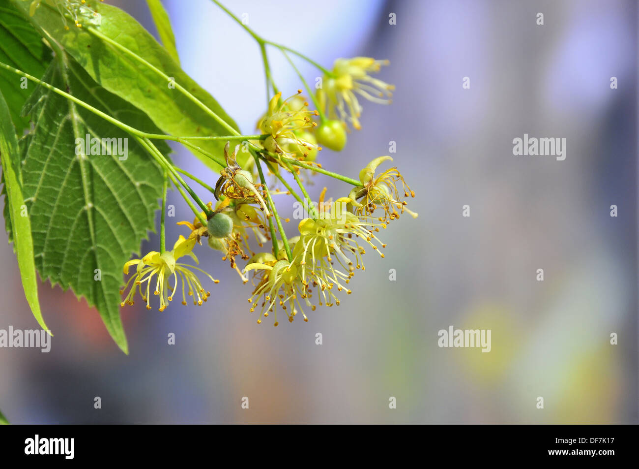 Lime tree blossoms hi-res stock photography and images - Alamy