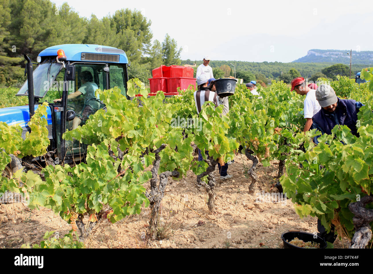Vineyards harvest in Cassis, AOC wine Chateau de Fontcreuse Stock Photo ...