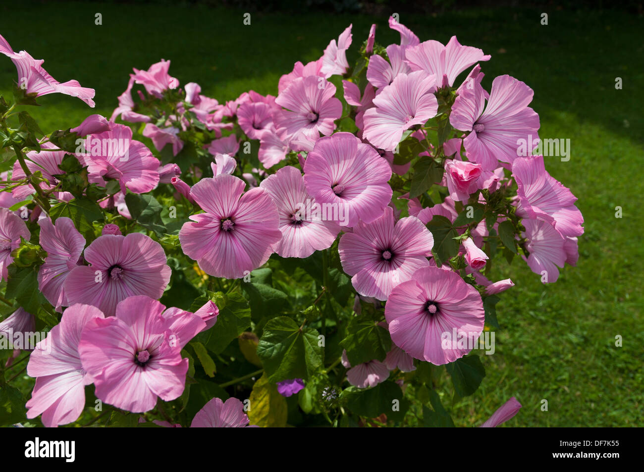 Tree Mallow silver cup Stock Photo - Alamy