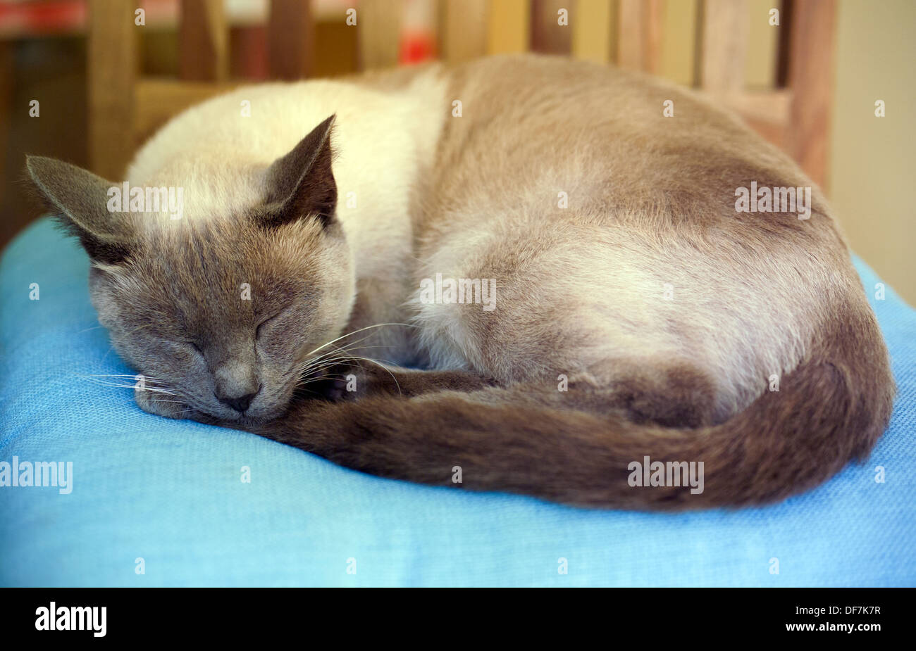Cat siamese adult hi-res stock photography and images - Alamy