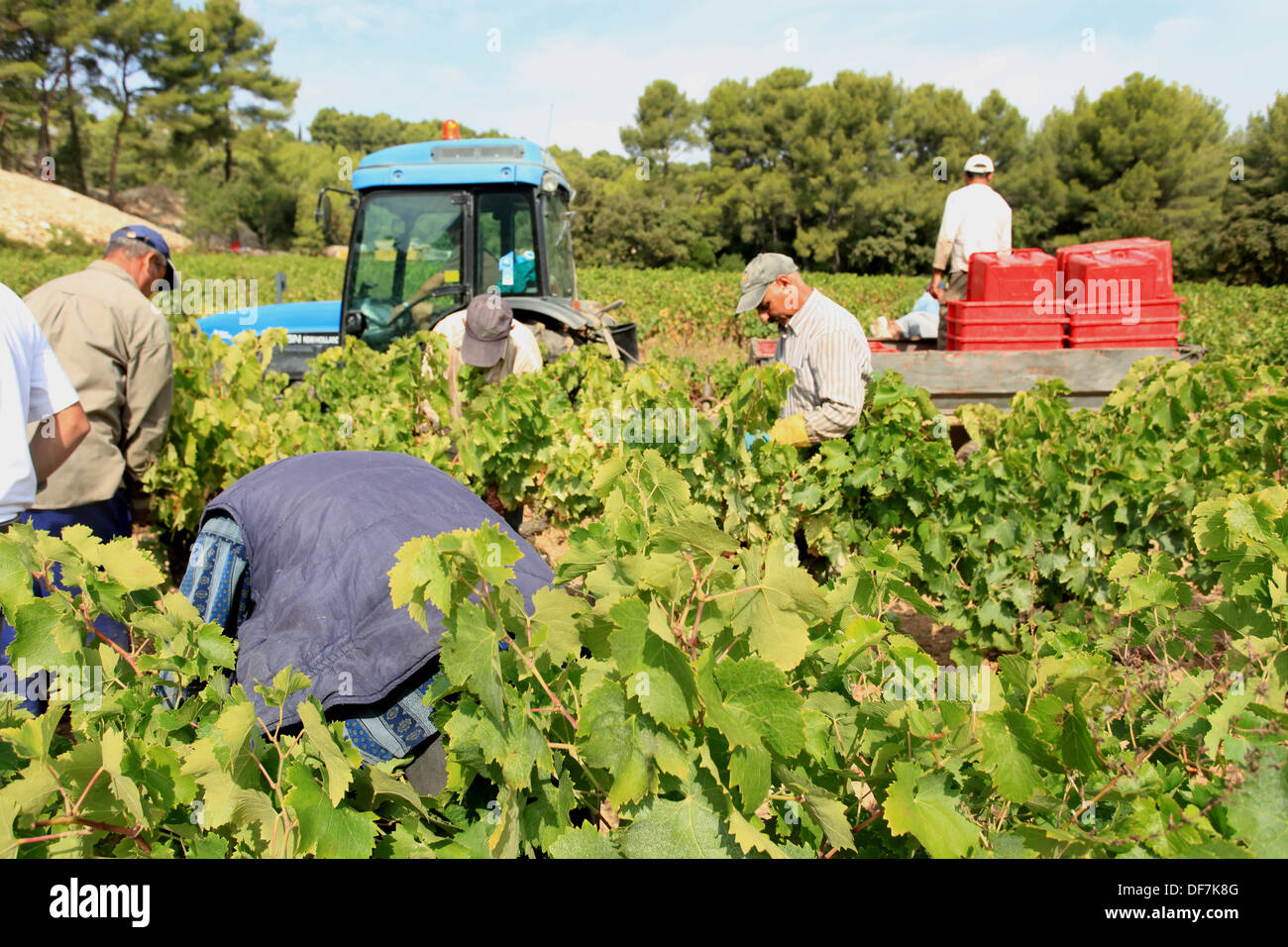 Vineyards harvest in Cassis, AOC wine Chateau de Fontcreuse Stock Photo ...