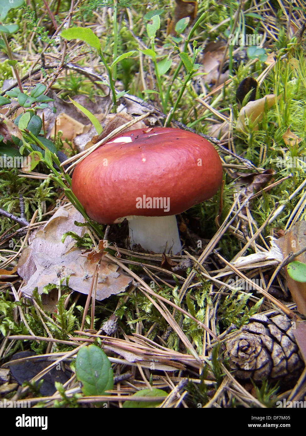 Russula august hi-res stock photography and images - Alamy