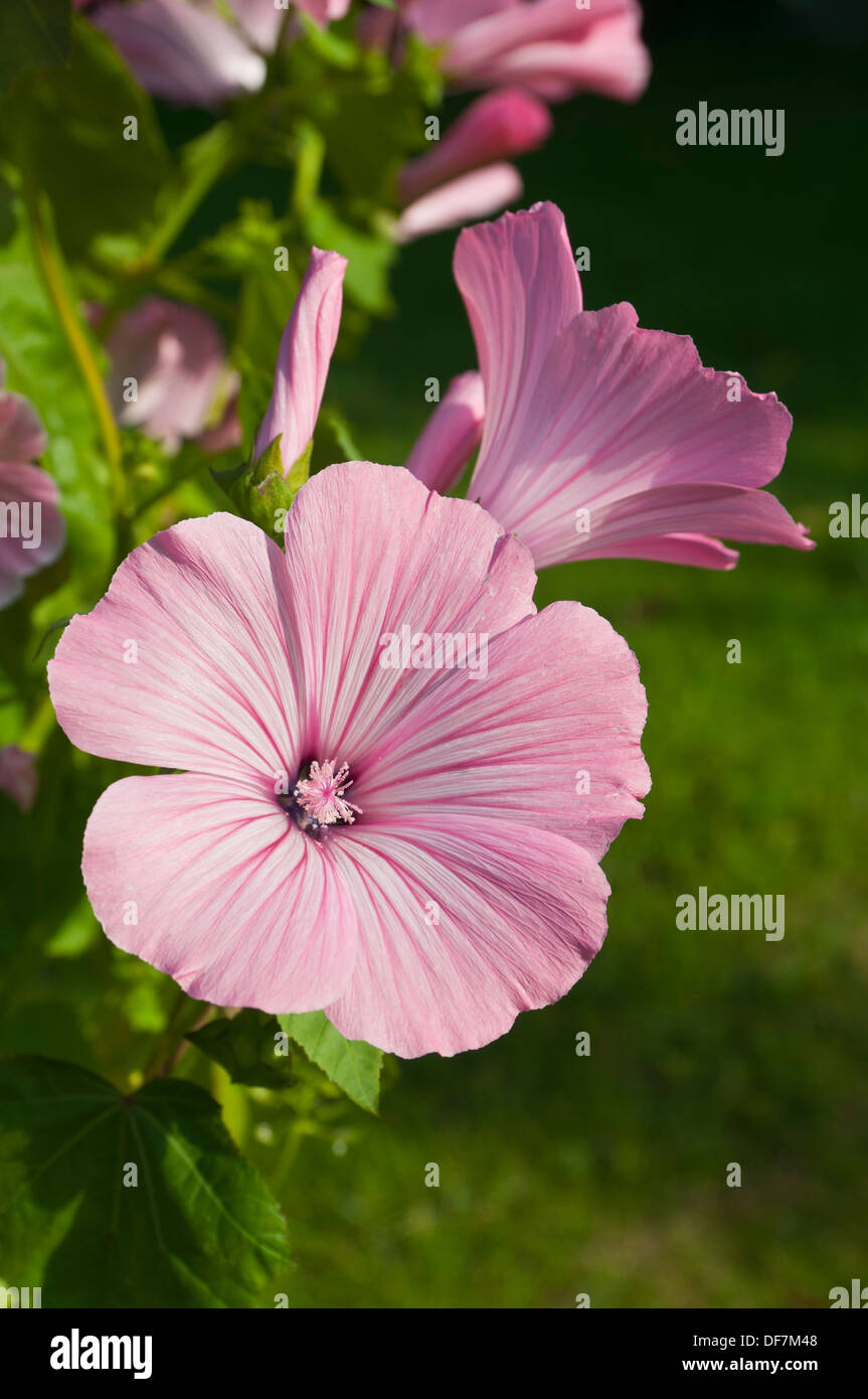 Tree mallow hi-res stock photography and images - Alamy