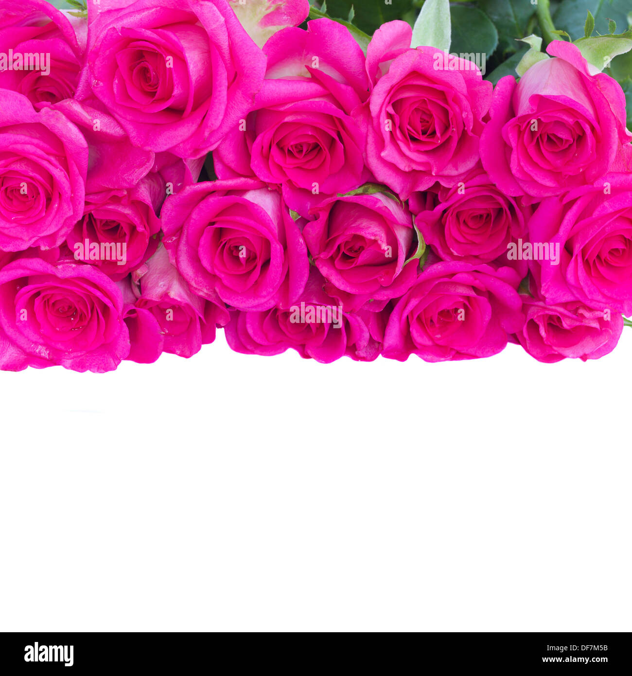 border of fresh pink roses Stock Photo - Alamy