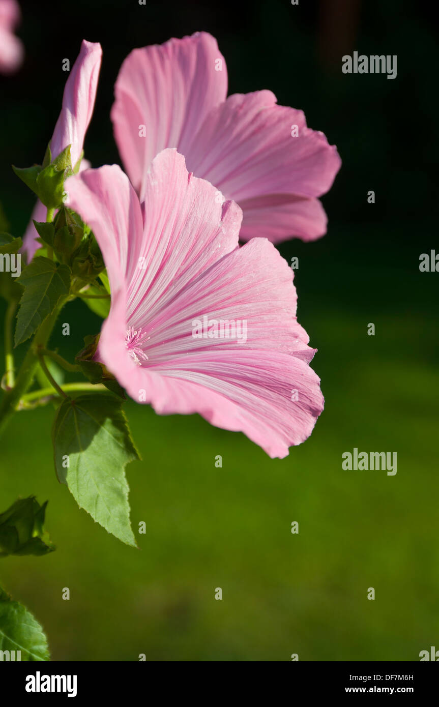 Tree Mallow silver cup Stock Photo - Alamy