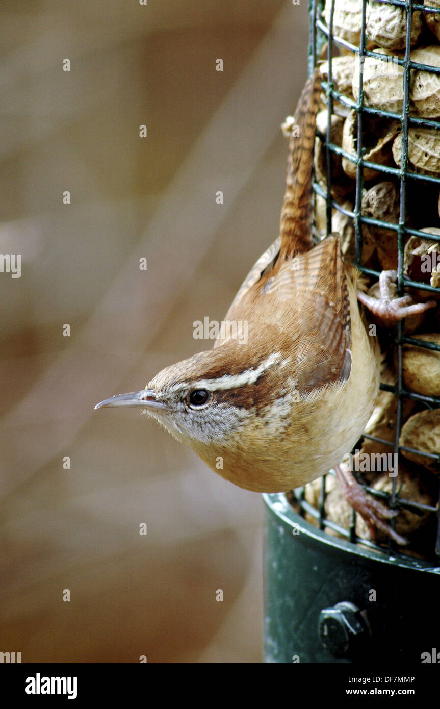 Carolina wren at bird feeder hi-res stock photography and images - Alamy