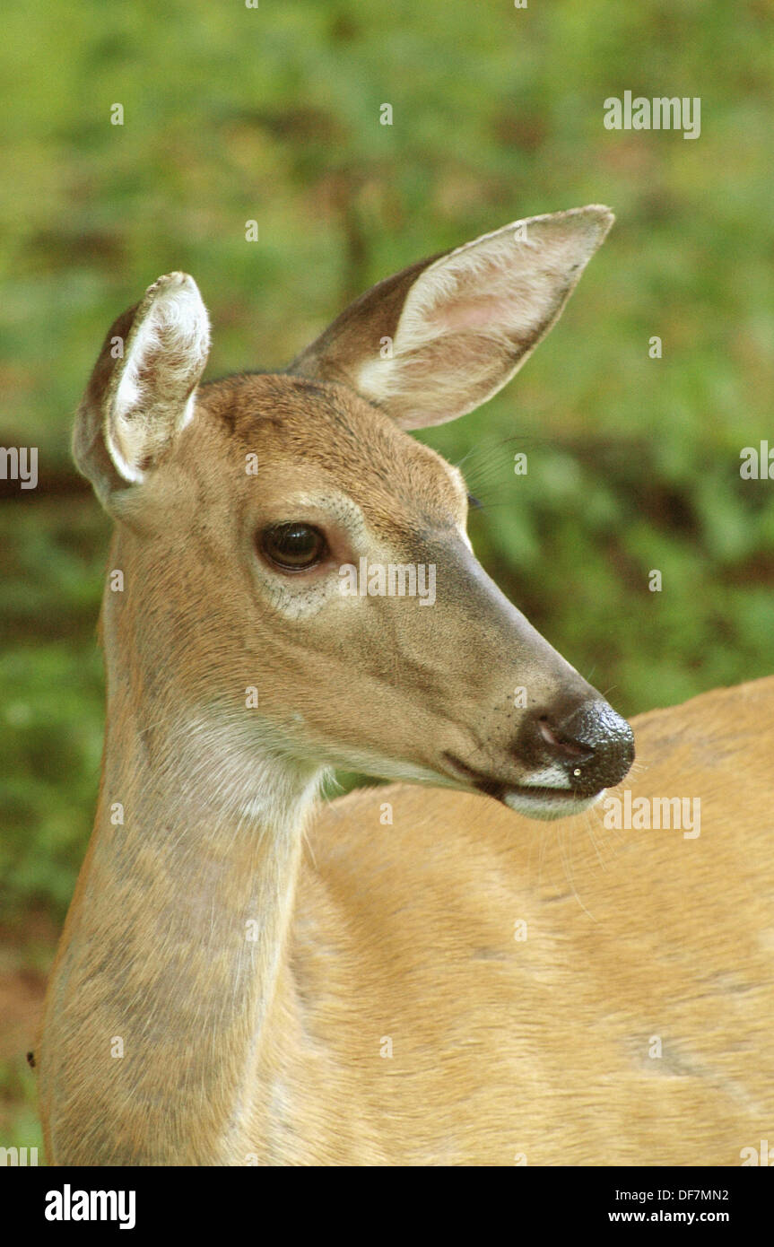 Pennsylvania doe hi-res stock photography and images - Alamy