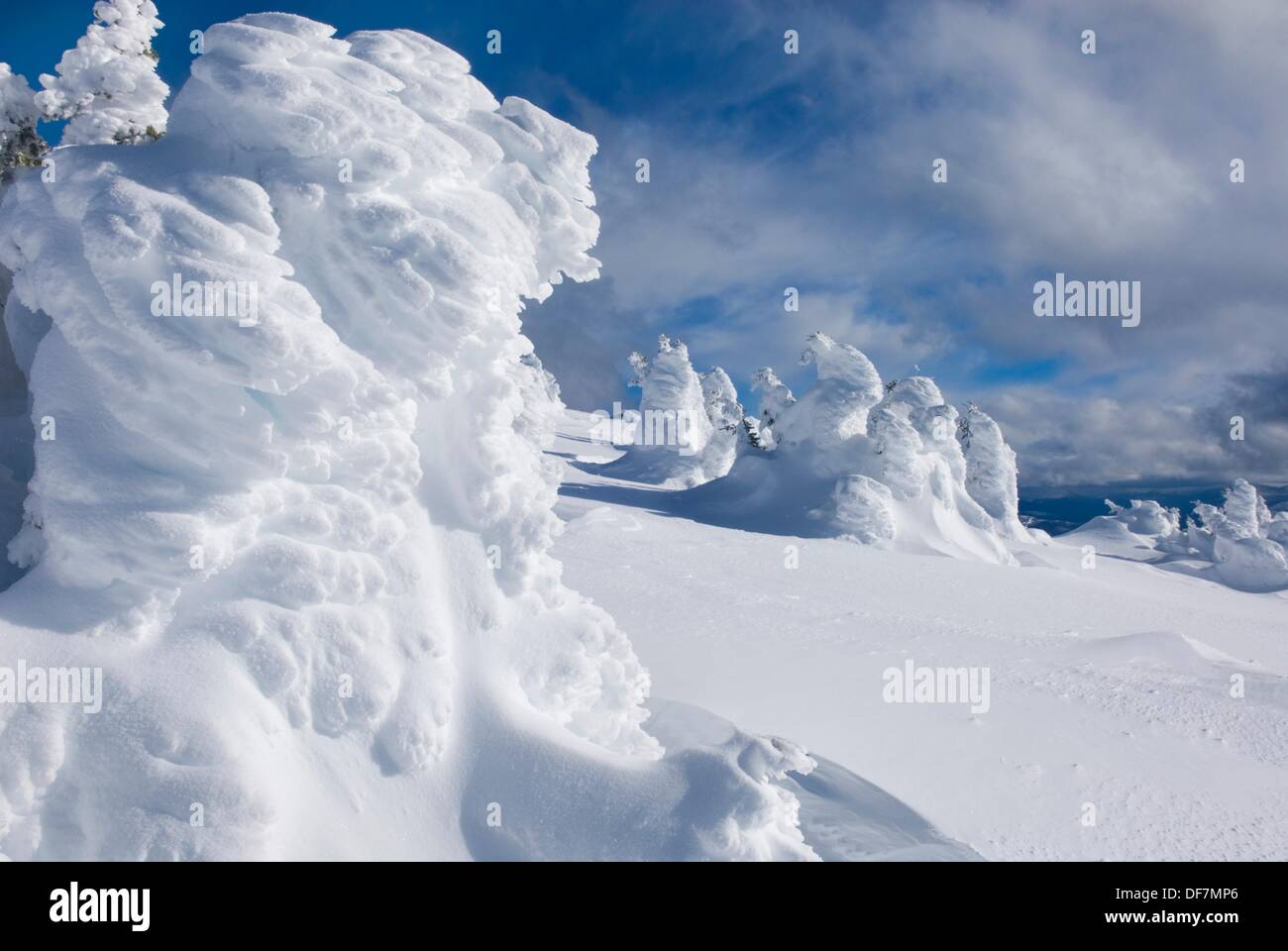 Wind blasted trees hi-res stock photography and images - Alamy