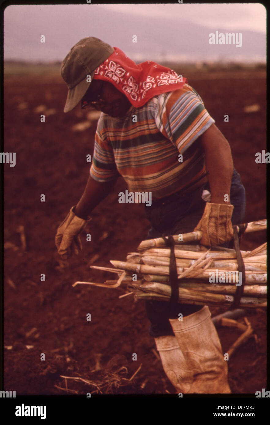 Field workers, primarily Filipino laborers, are seen planting sugarcane ...