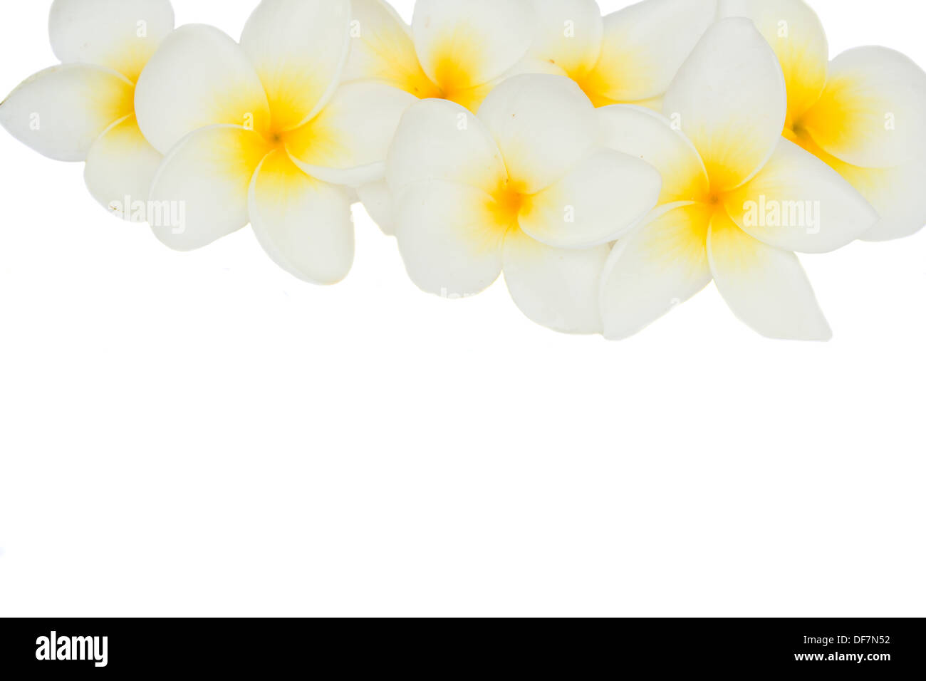 border of frangipani flowers Stock Photo - Alamy