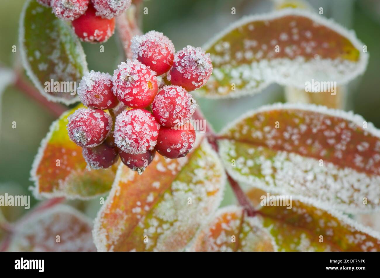 Cascade mountain ash hi-res stock photography and images - Alamy