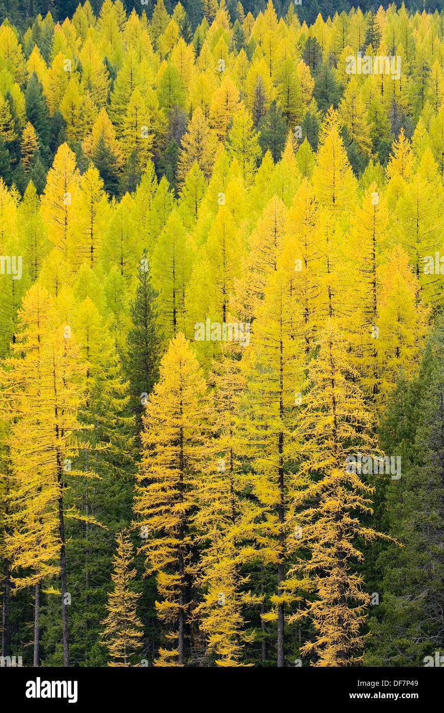 Western Larch Needles