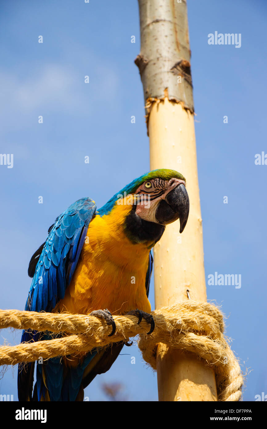 Parrot feet macaw hi-res stock photography and images - Alamy