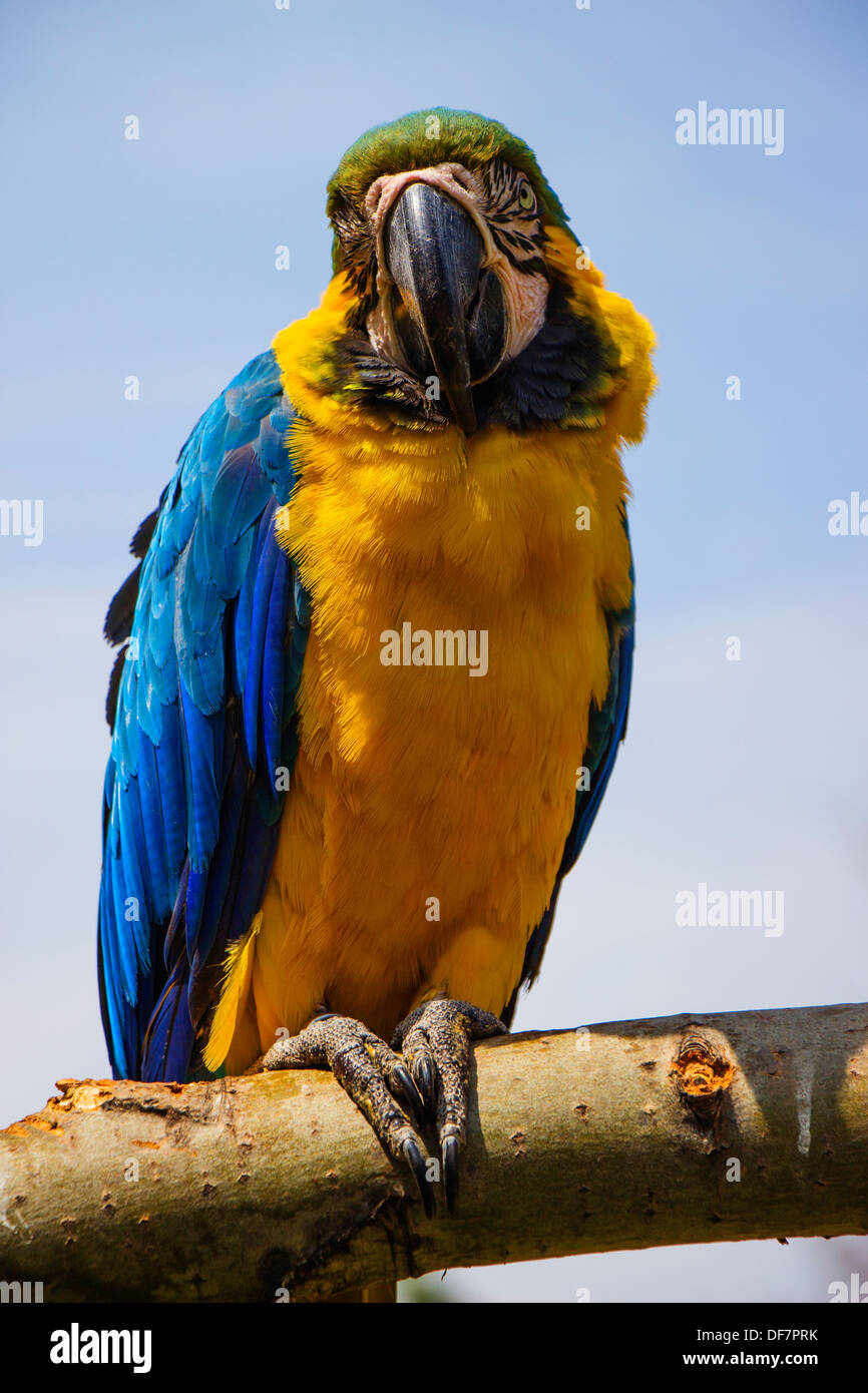 Parrot feet. macaw hi-res stock photography and images - Alamy