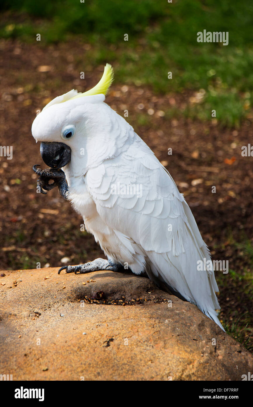 Umbrella cockatoo hi-res stock photography and images - Alamy