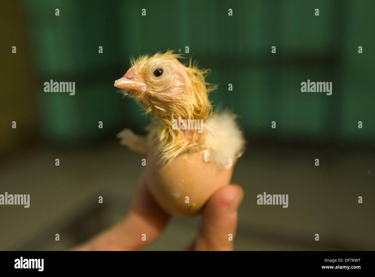 Chicken hatching hi-res stock photography and images - Alamy