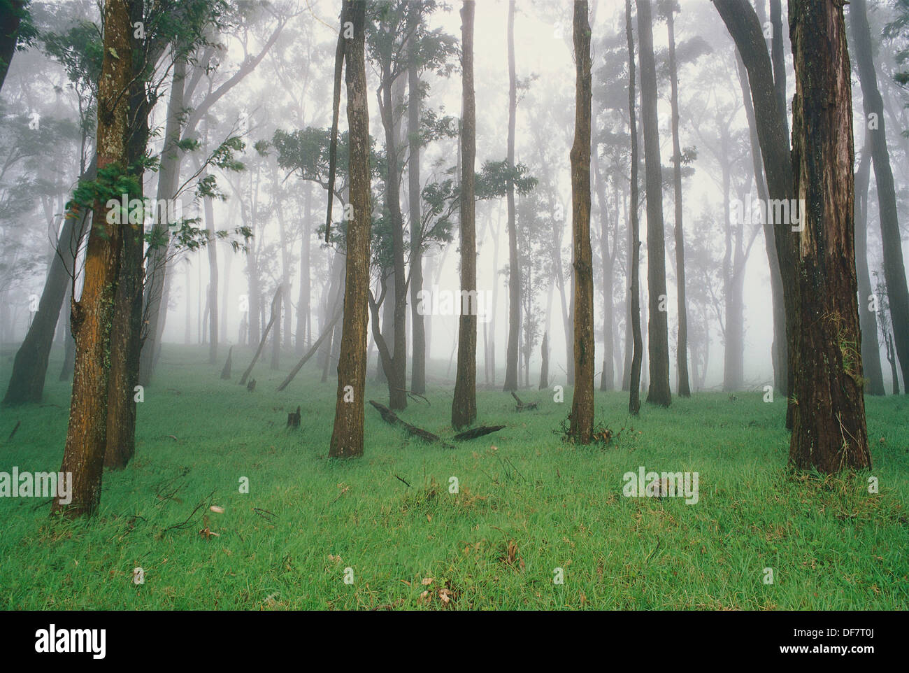 Foggy mountains in hawaii hi-res stock photography and images - Alamy