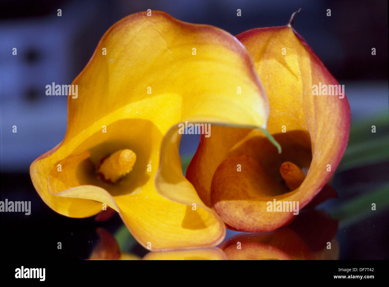 Yellow cala lilies hi-res stock photography and images - Alamy
