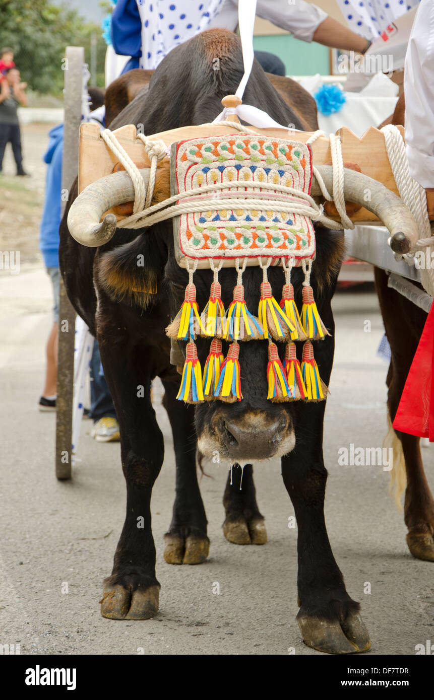 Decorated ox hi-res stock photography and images - Alamy
