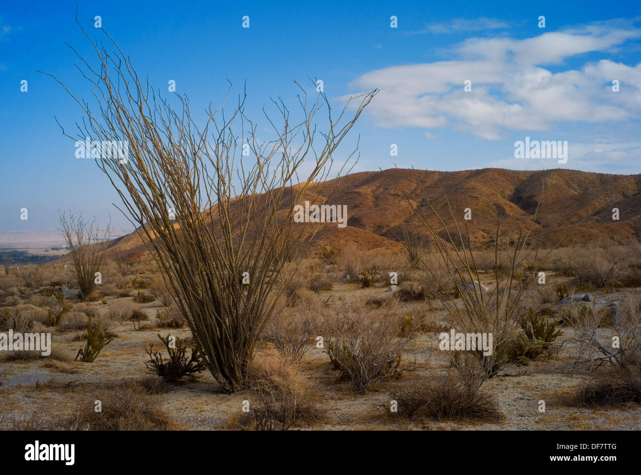 Cacti in habitat hi-res stock photography and images - Alamy