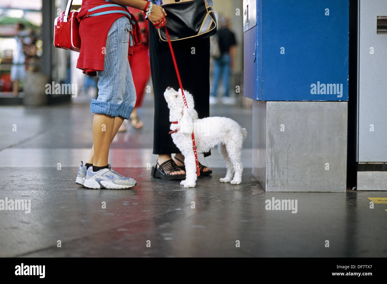 Dog train station hi-res stock photography and images - Alamy