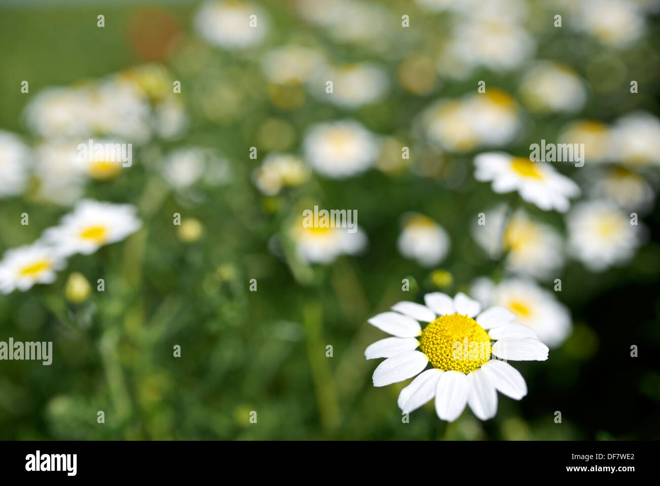 Flower in forefront hi-res stock photography and images - Alamy
