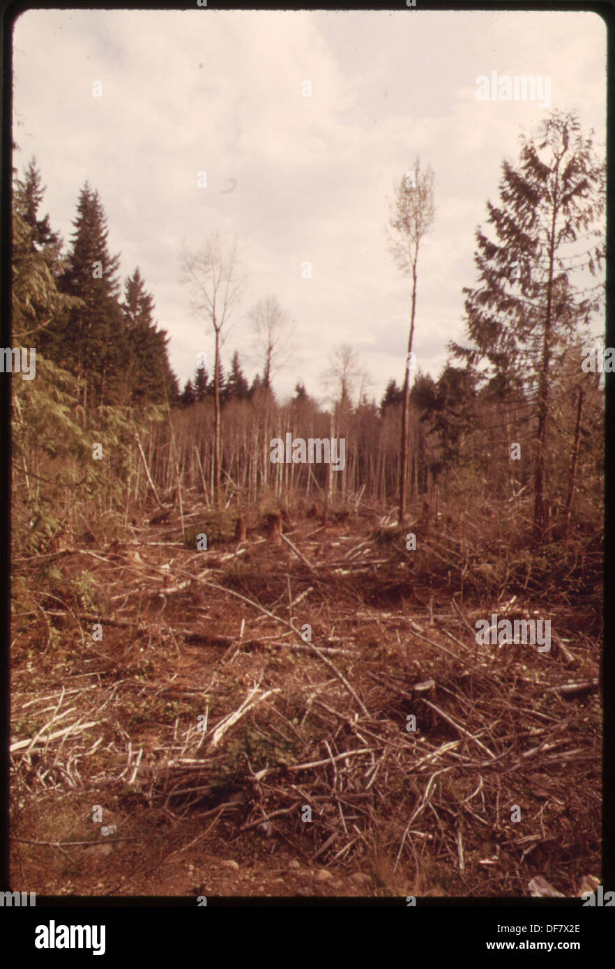 Log sorting hi-res stock photography and images - Alamy