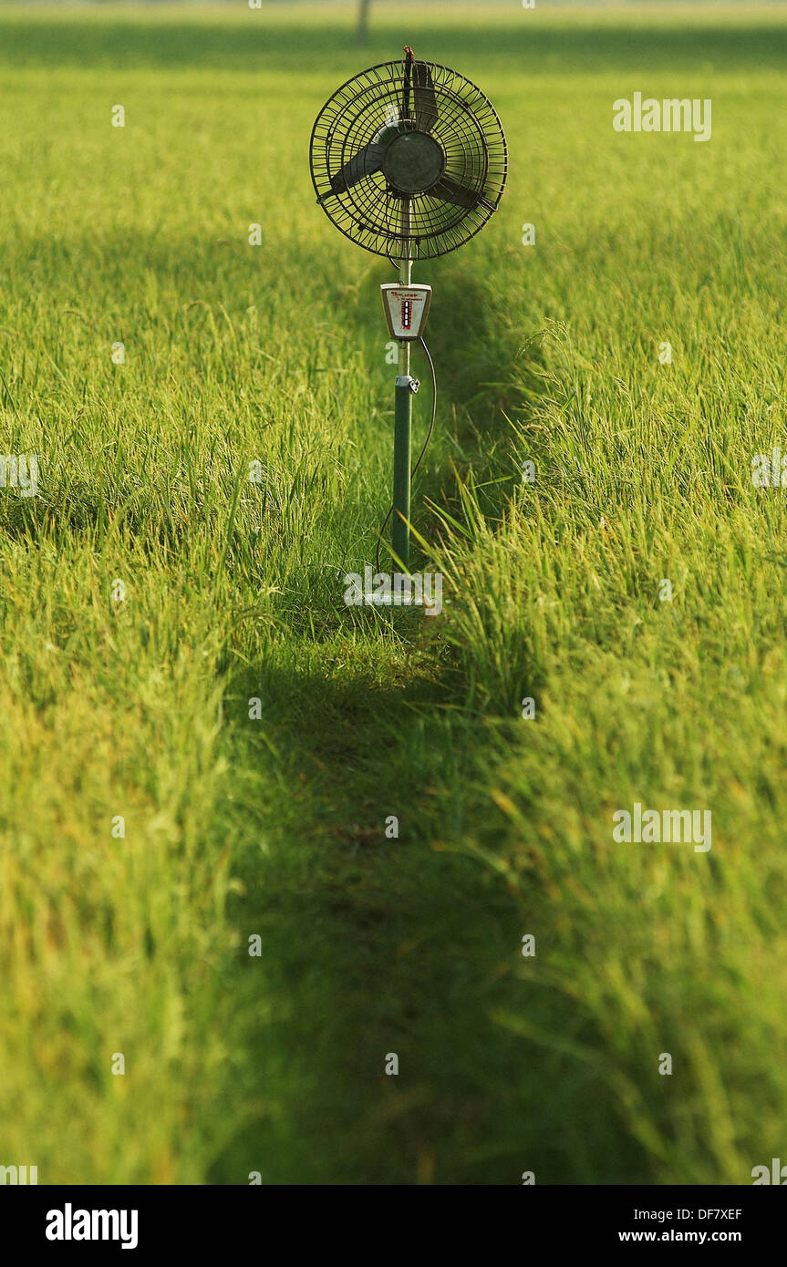 Tamilnadu paddy field hi-res stock photography and images - Alamy