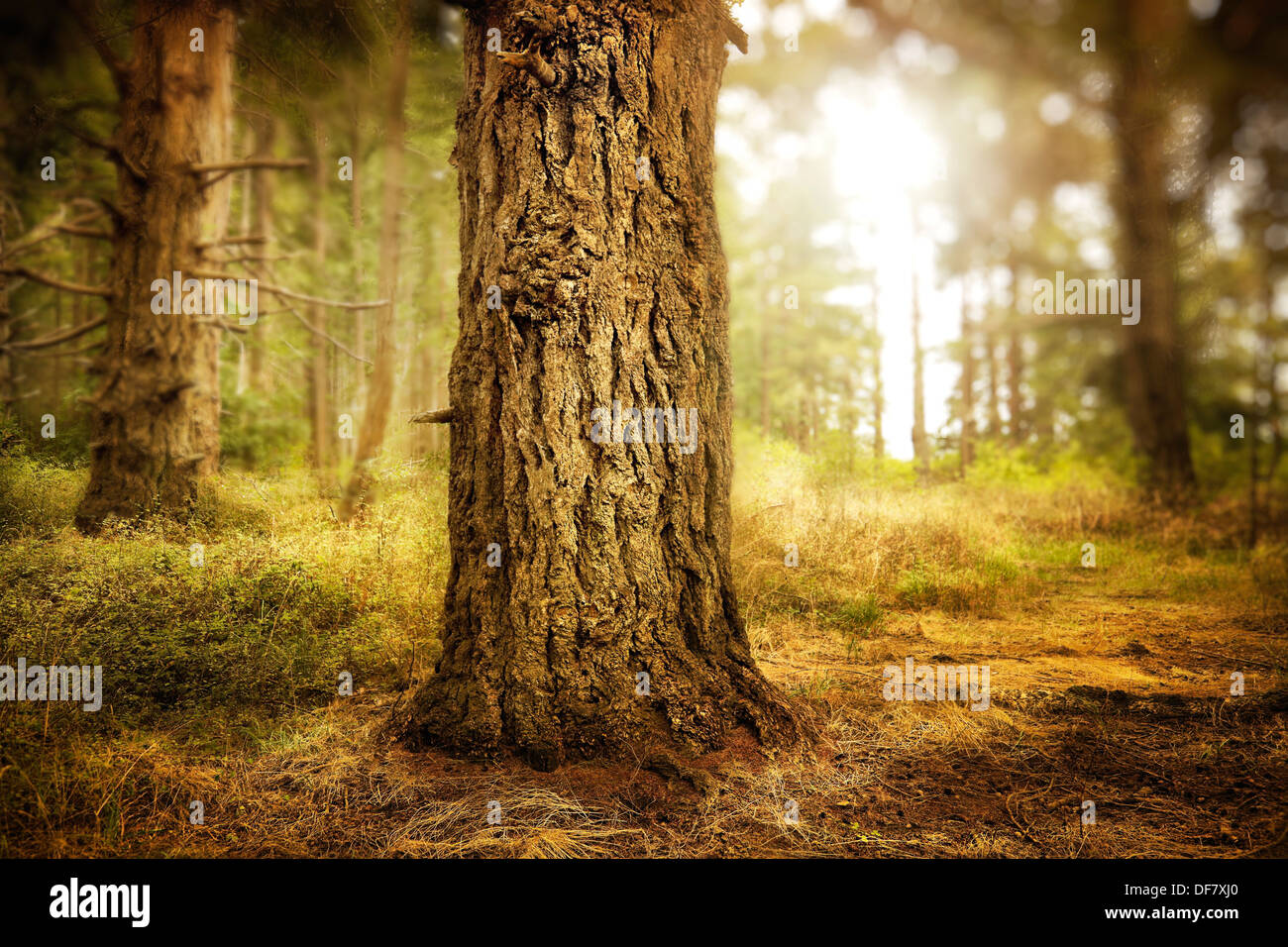 Very large tree hi-res stock photography and images - Alamy