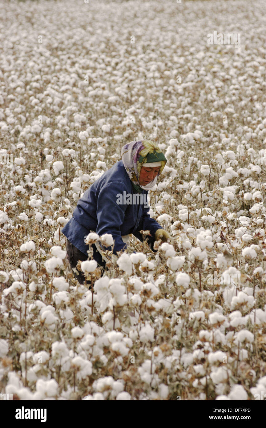 Worker in a cotton field. Sanshiliu. Xinjiang Uyghur Autonomous Region ...