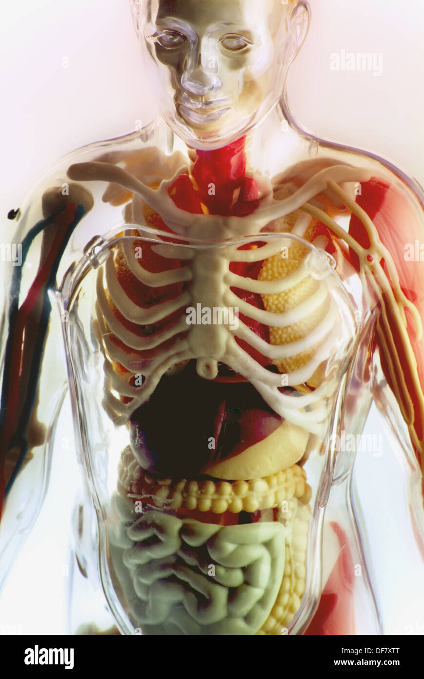 See through human figure hi-res stock photography and images - Alamy