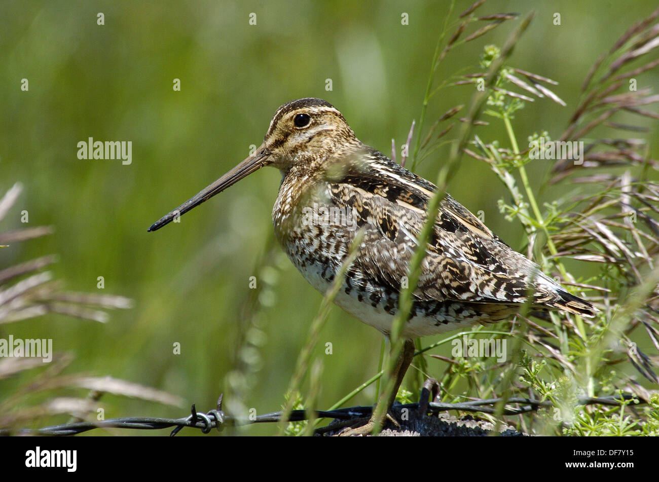 Close up snipe image hi-res stock photography and images - Alamy