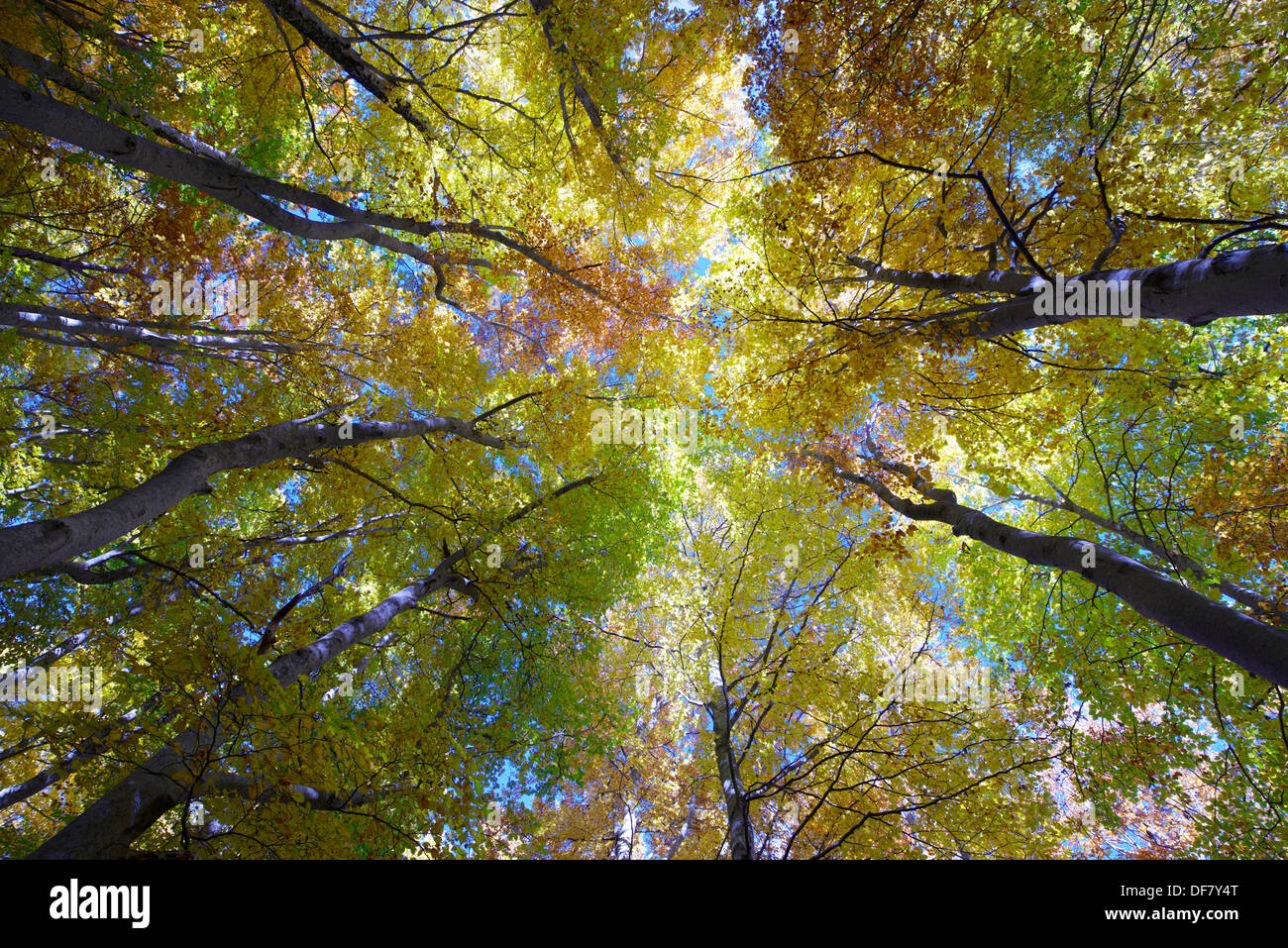 view of a beech forest in the natural park of Moncayo, Zaragoza, Aragon, Spain Stock Photo - Alamy