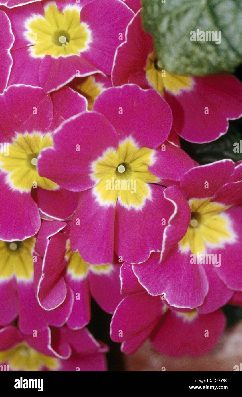 Polyanthus Crescendo High Resolution Stock Photography and Images - Alamy
