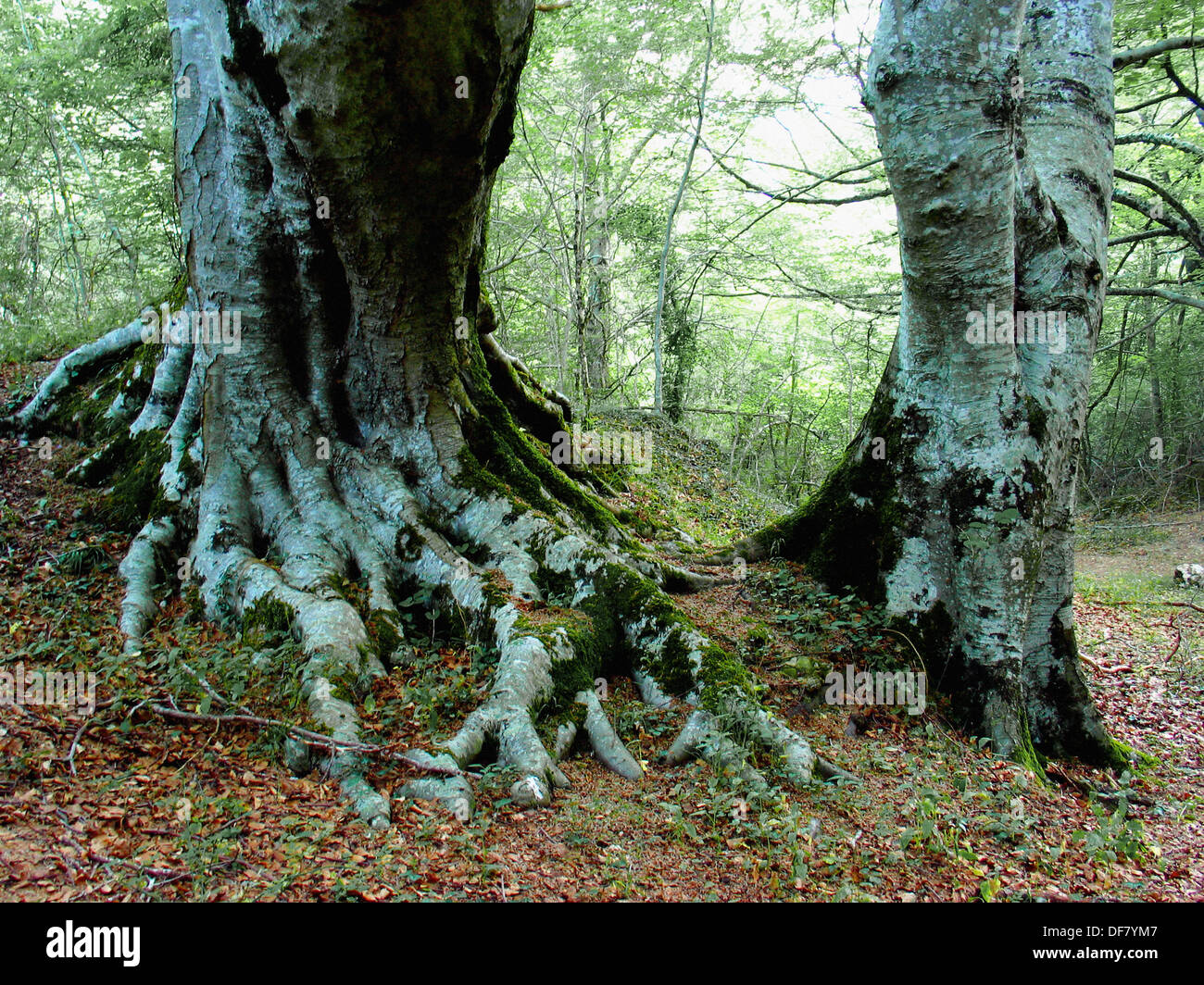 Aged beech trees hi-res stock photography and images - Alamy