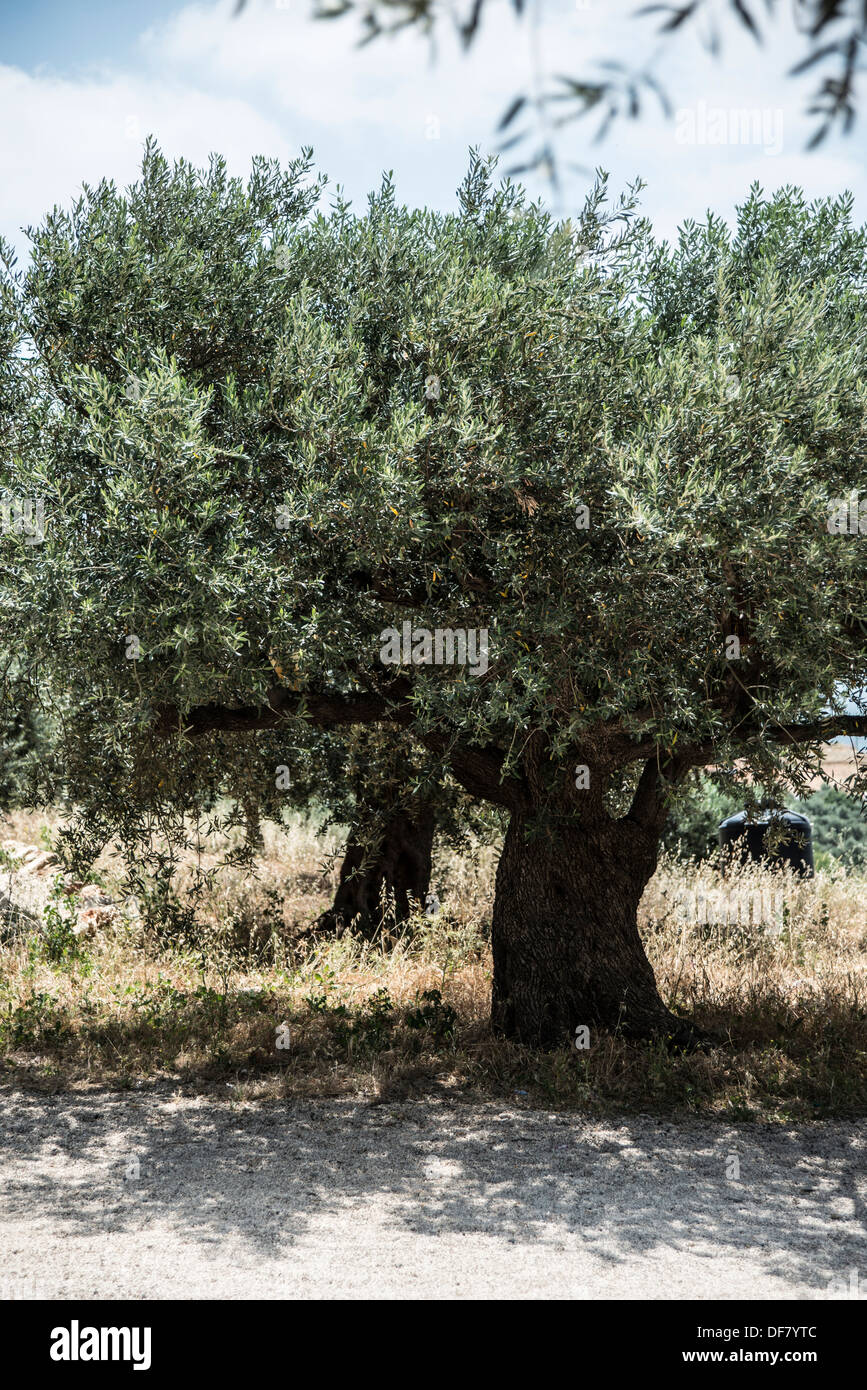 Olive grove israel hi-res stock photography and images - Alamy