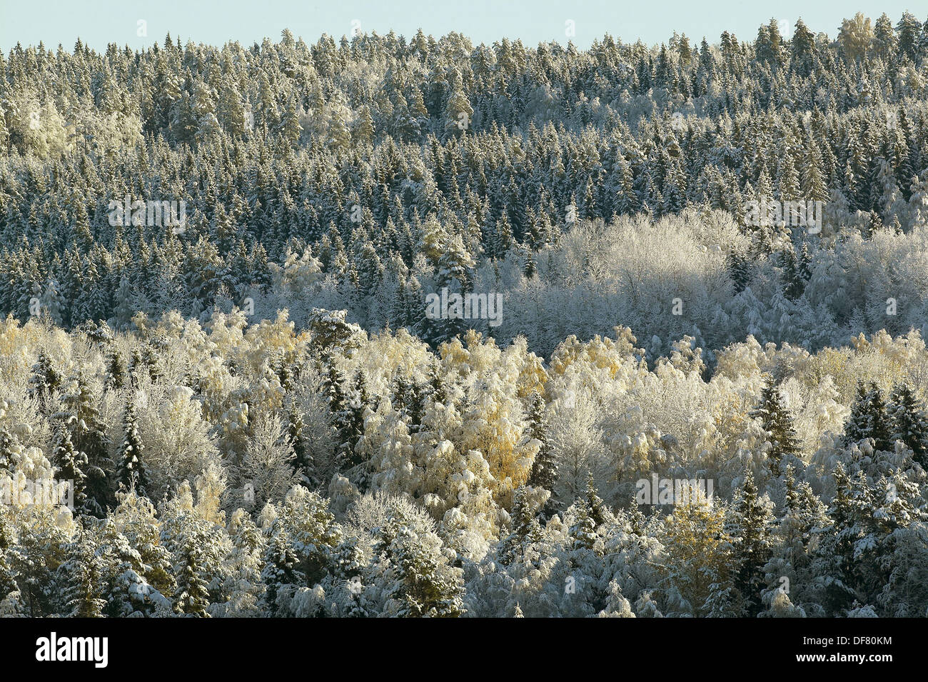 Winterforest hi-res stock photography and images - Alamy