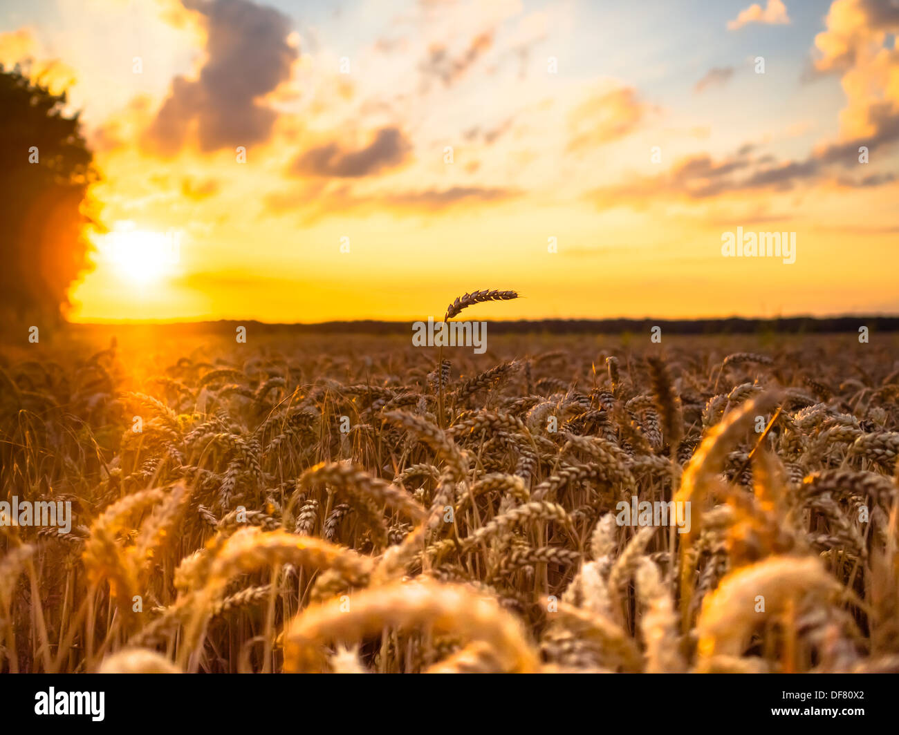 Blade of wheat hi-res stock photography and images - Alamy