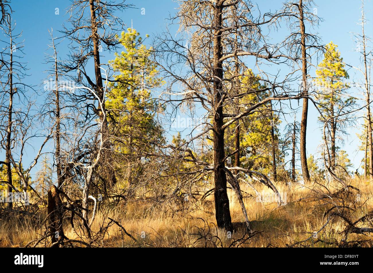 Ochoco national forest oregon hi-res stock photography and images - Alamy