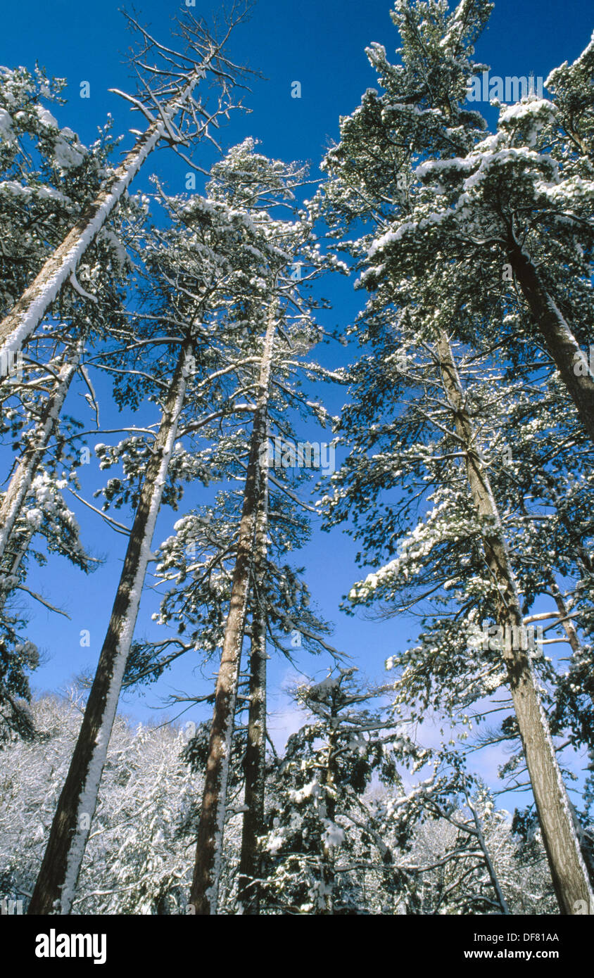 Snow covered evergreen trees in winter. Rawdon. Quebec. Canada Stock ...