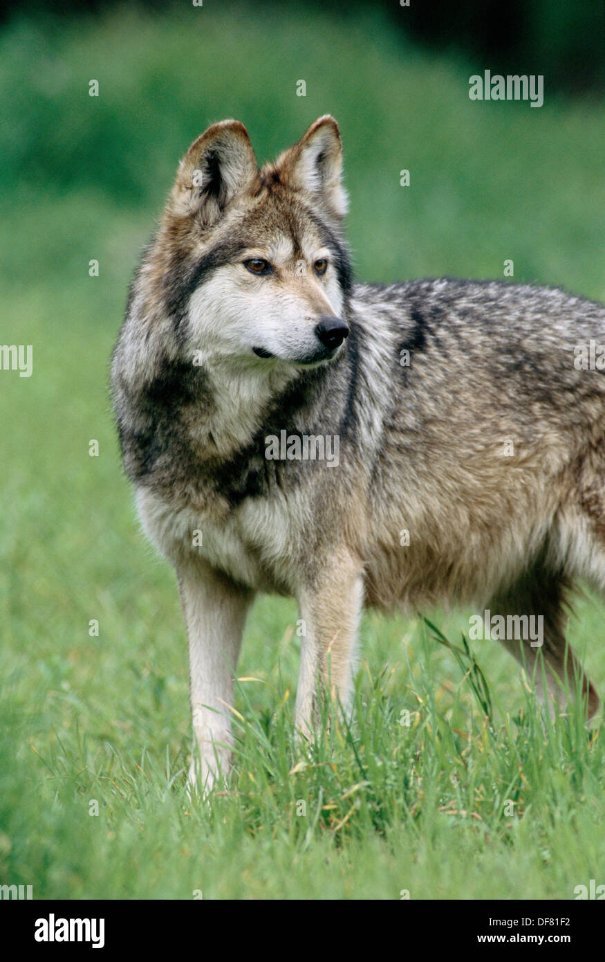 Mexican Grey Wolf Canis Lupus High Resolution Stock Photography and ...