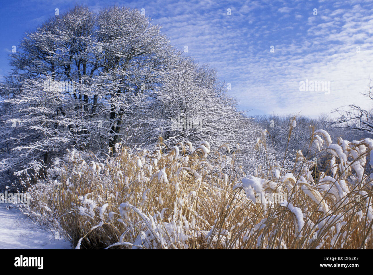 Snow on tulpelo trees and grasses, Little Compton, winter. Rhode Island ...