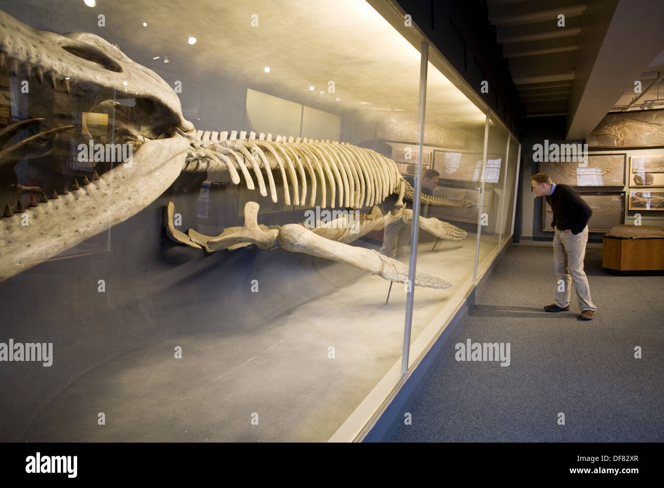 Kronosaurus Skeleton