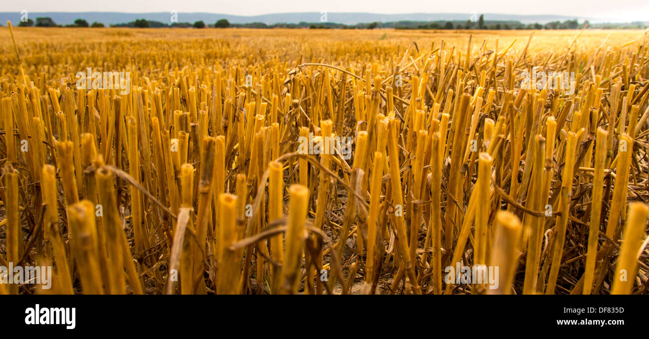 Stubble field stubble field autumn agriculture farming hi-res stock ...