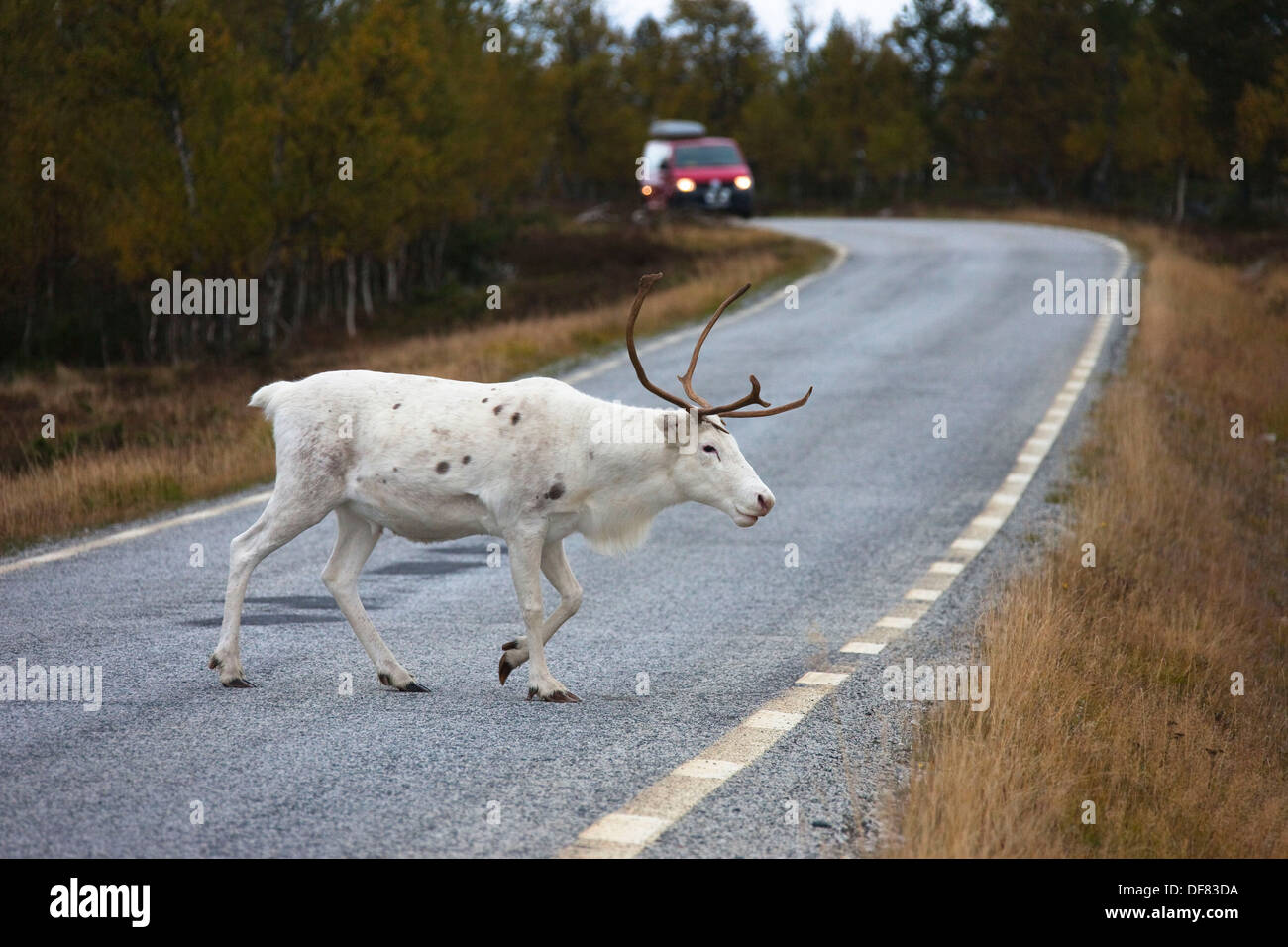 Reindeer Crossing The Road High Resolution Stock Photography and Images ...