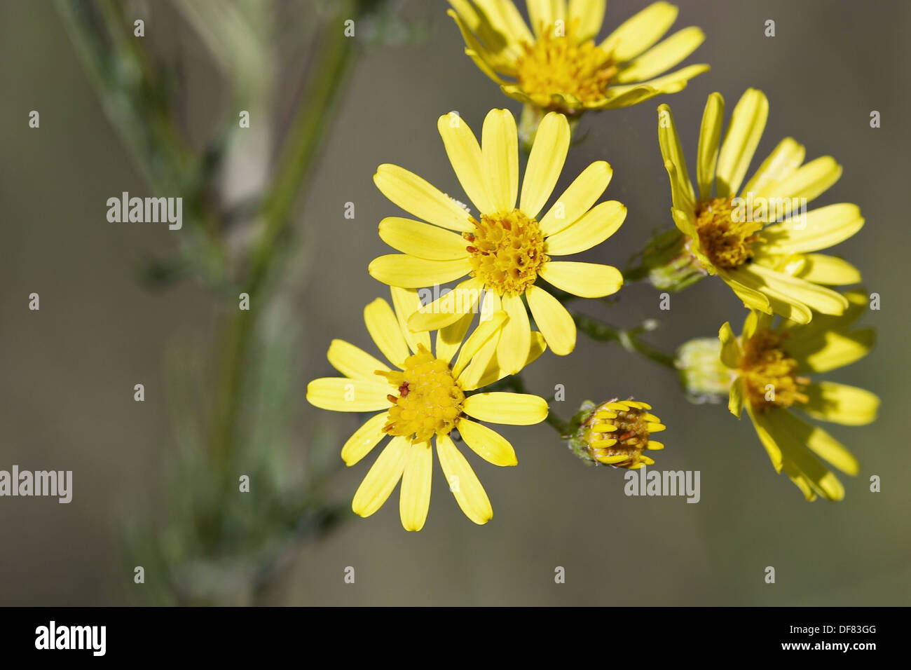 Hoary ragwort (Senecio erucifolius Stock Photo - Alamy