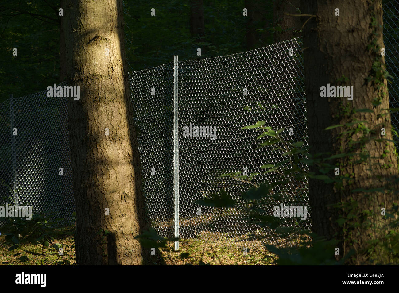 Fence in a forest Stock Photo - Alamy