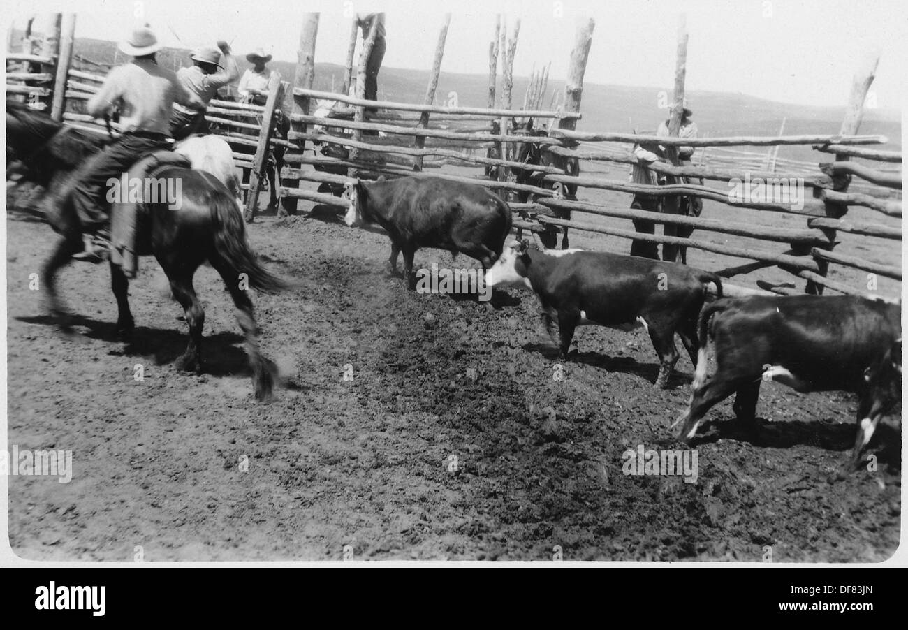 North indian cattle Black and White Stock Photos & Images - Alamy