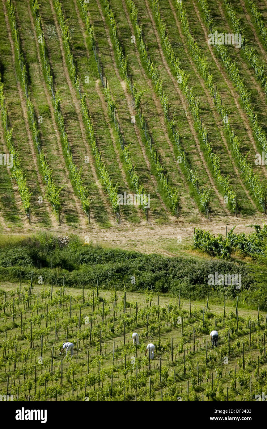 Colli Senesi High Resolution Stock Photography and Images - Alamy