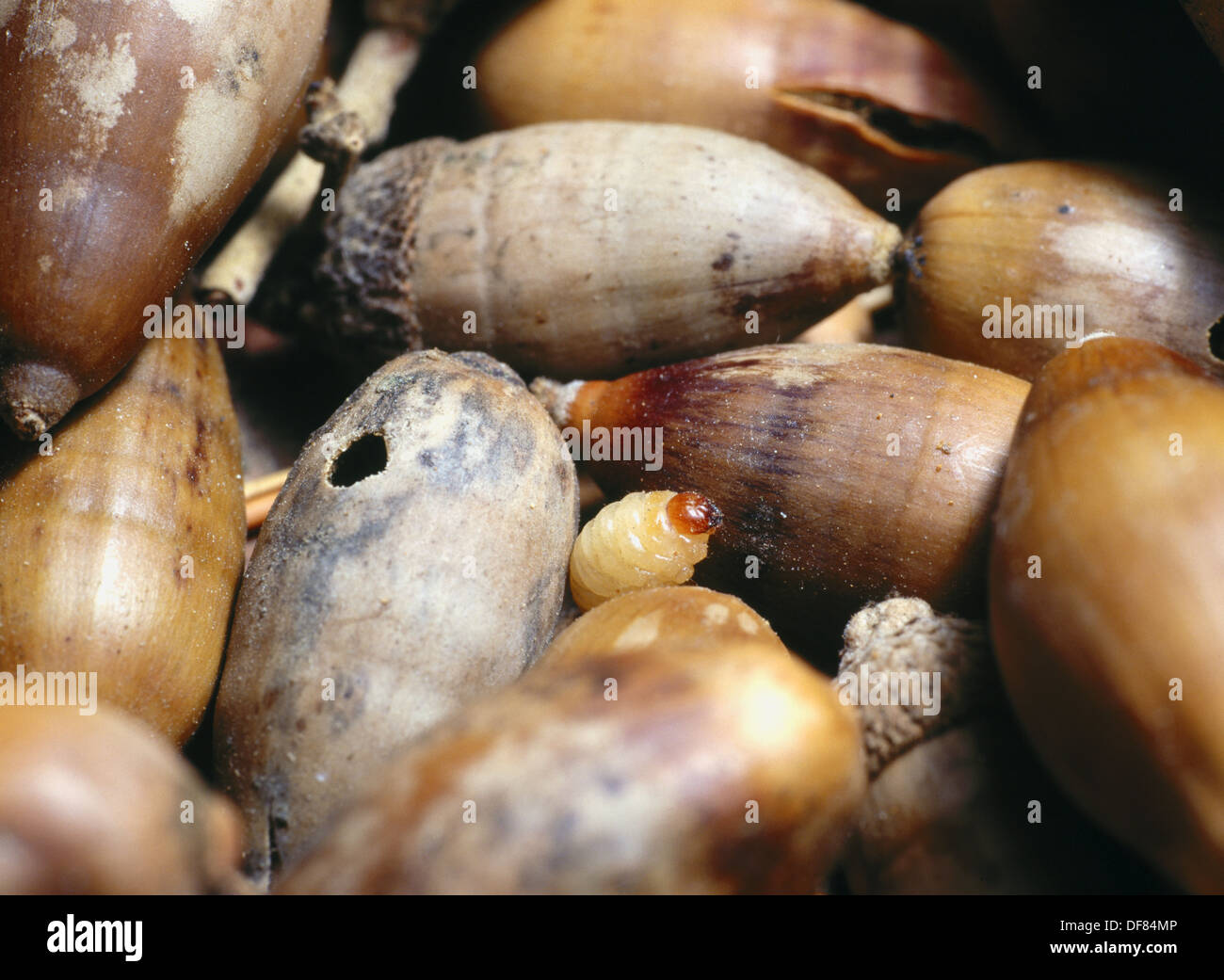 Acorns and larvae hi-res stock photography and images - Alamy
